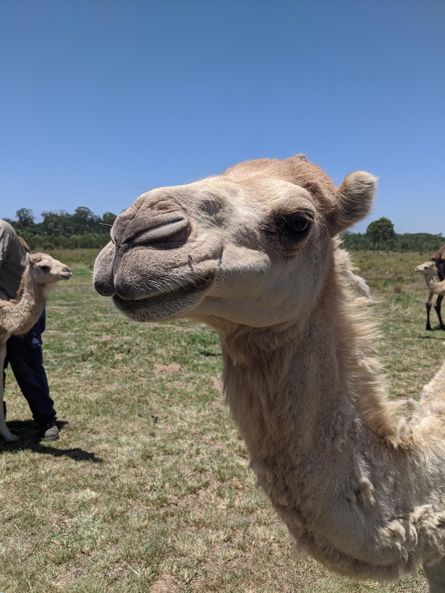 QCamel – Sunshine Coast - Bud Organic Club