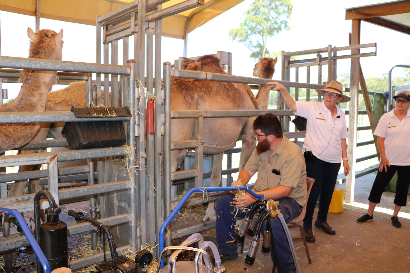 QCamel – Sunshine Coast - Bud Organic Club