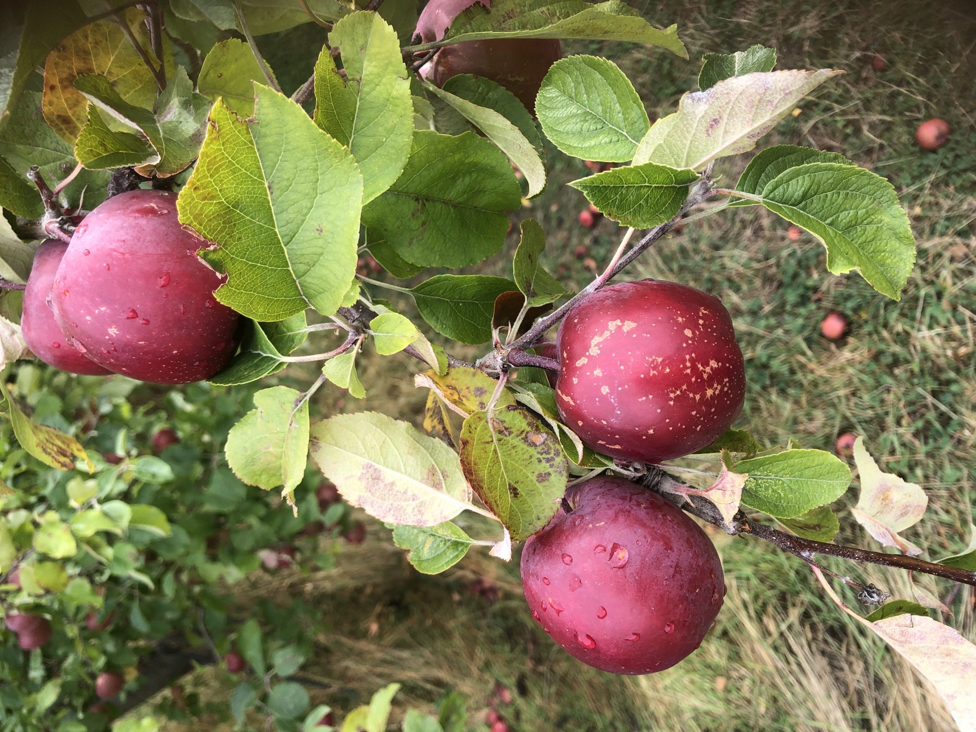 Organic Producers in Tasmania - Bud Organic Club