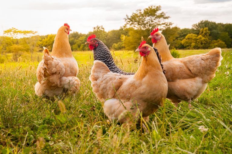 What Does Free Range Mean? - Bud Organic Club